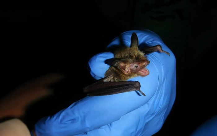 Northern Long-Eared Bat: Listing Changed from Threatened to Endangered ...