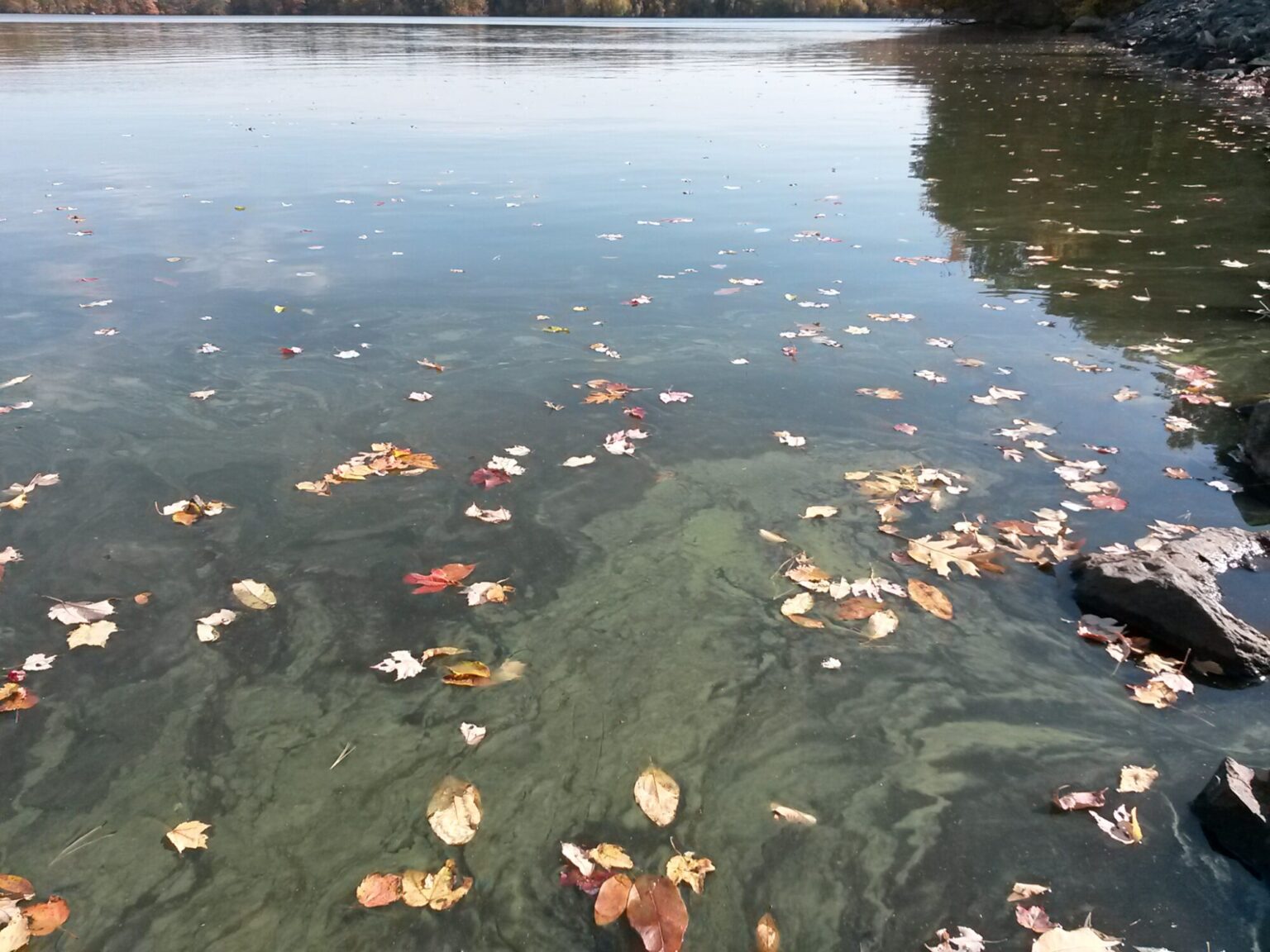 Environmental Site Assessments for Forest and Rural Properties - TRC ...